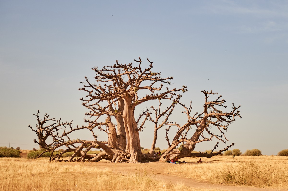 Senegal 12/2018 · Destinations · Portfolio Luc Van der Biest